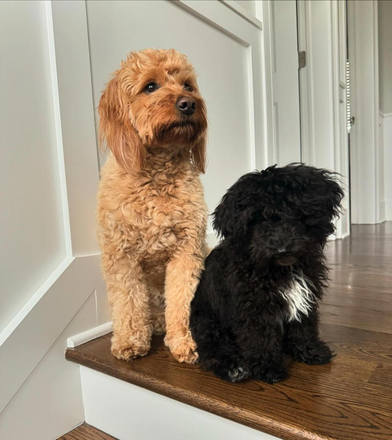Jalen Brunson adopted his social media famous dog from Long Island ...