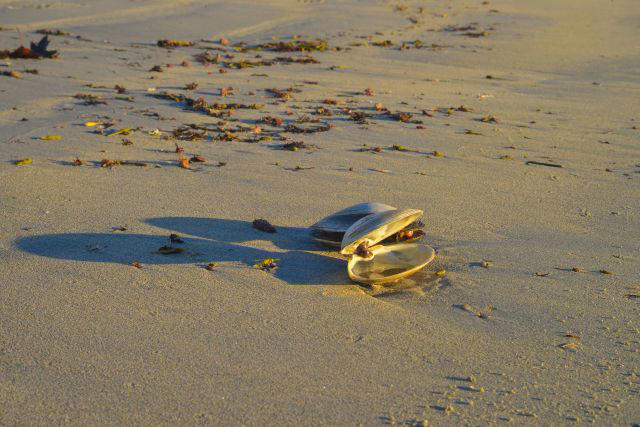 This 500-year-old clam outlived empires — then scientists accidentally ...