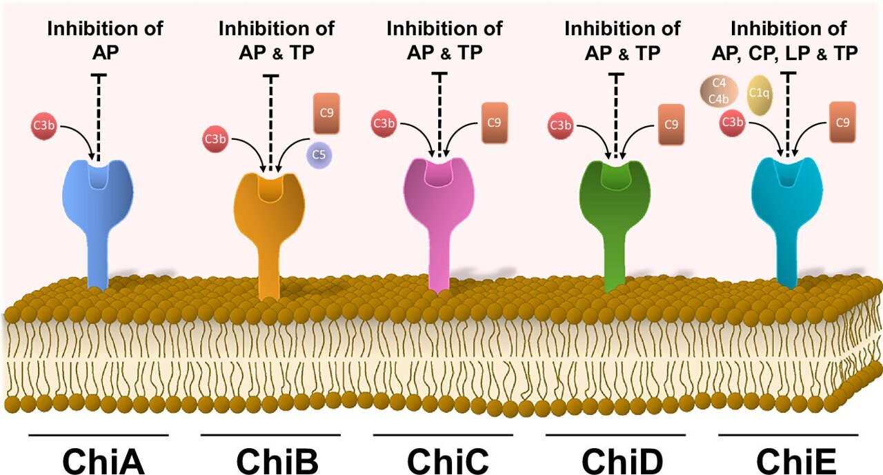 How a louse-borne pathogen evades the immune system