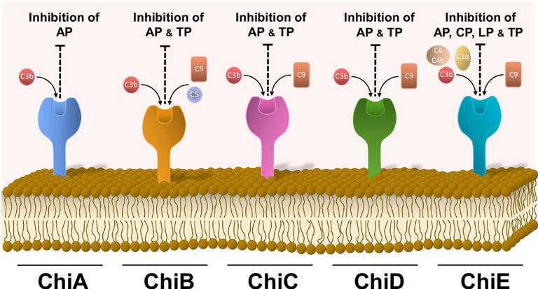 How a louse-borne pathogen evades the immune system