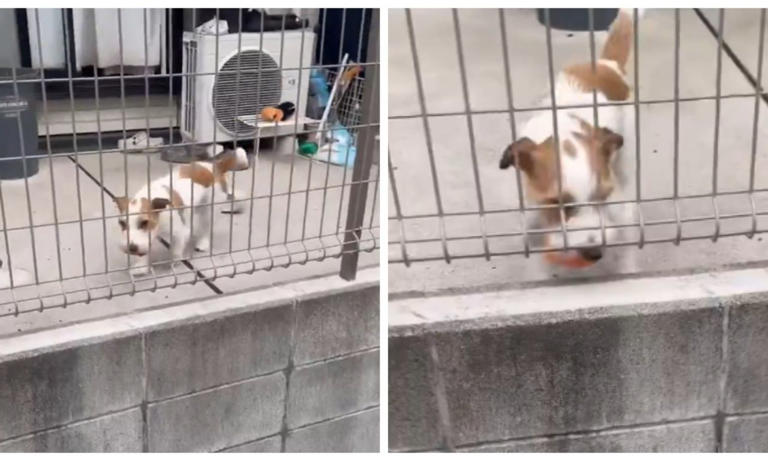 Perrito viral sorprende al pedir a los transeúntes que le regresen su ...