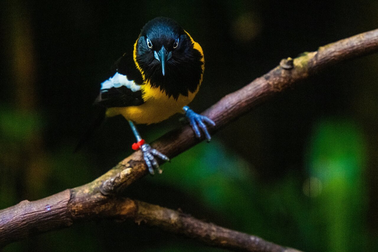 New methods make tracking individual bird species during migration possible