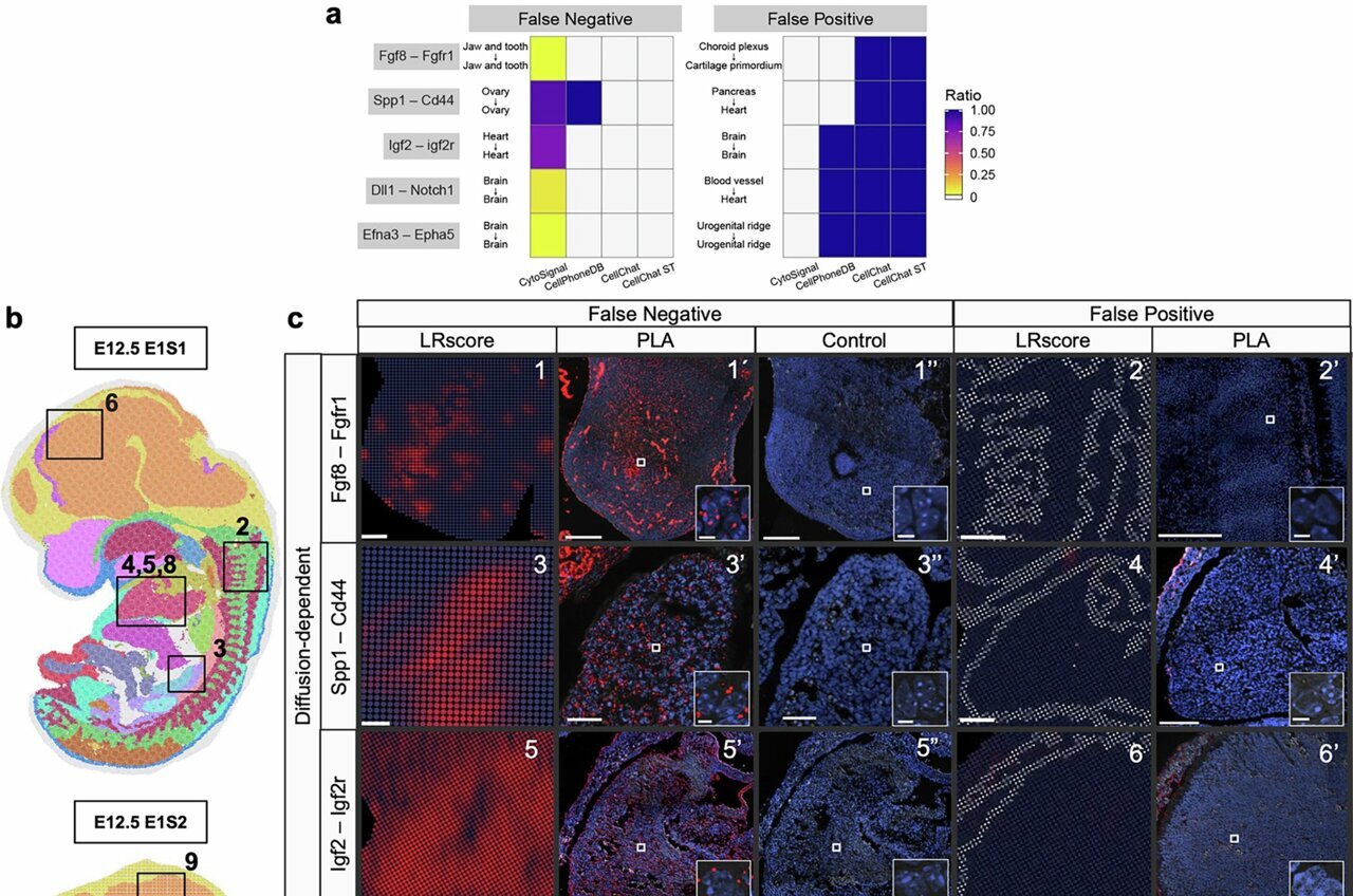 Algorithm visualizes how cells 'talk' to one another across tissue and time