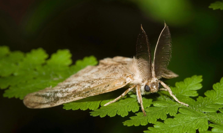 Spongy moth: George Washington and Jefferson forests battle winged invader
