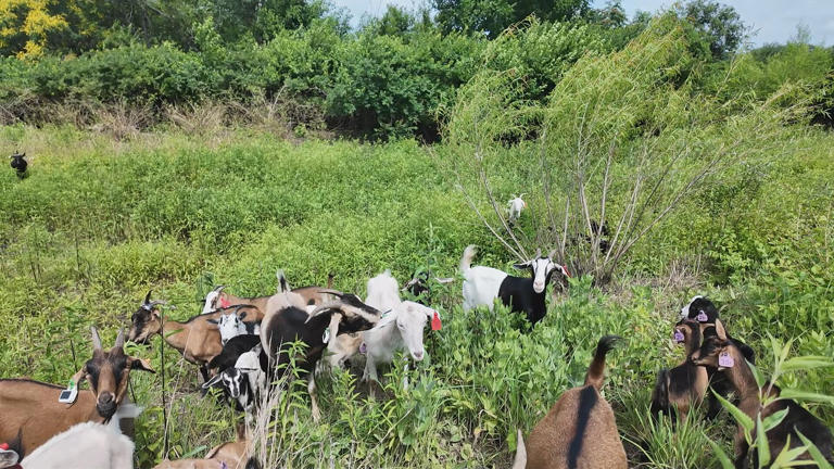 40 goats munching their way through Kansas City riverfront