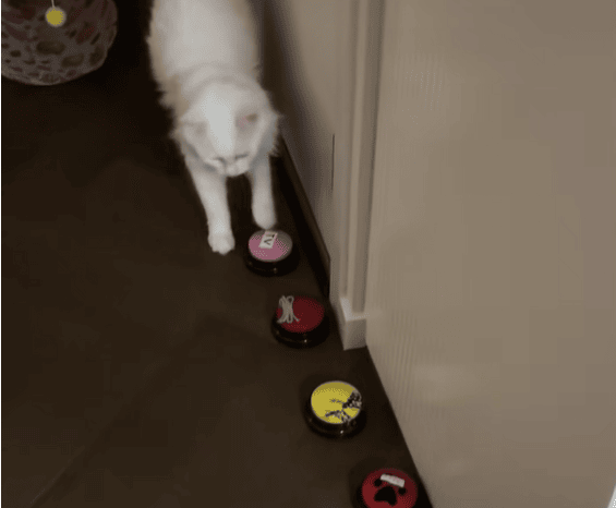 Deaf cat learns sign language and goes viral for his remarkable ...