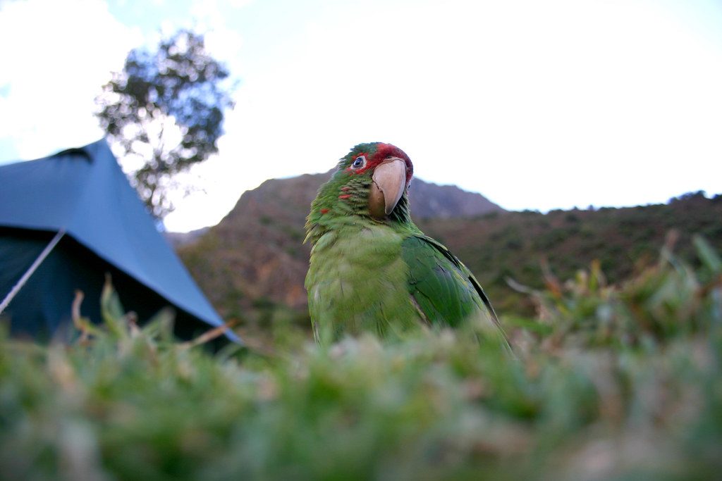 The Native American parrot that vanished forever