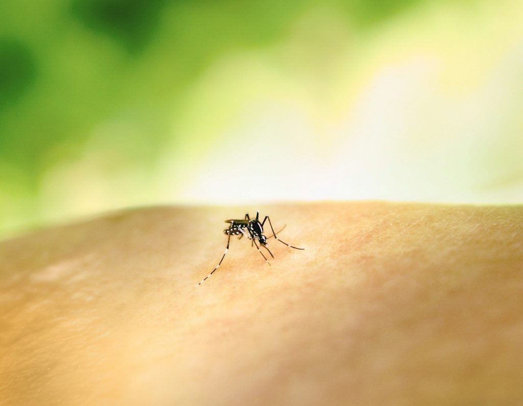 Mosquitoes are biting humans more as forest wildlife disappears