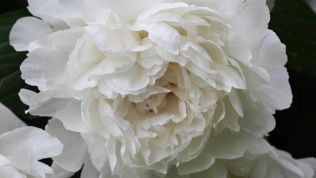 15 timeless vintage garden flowers