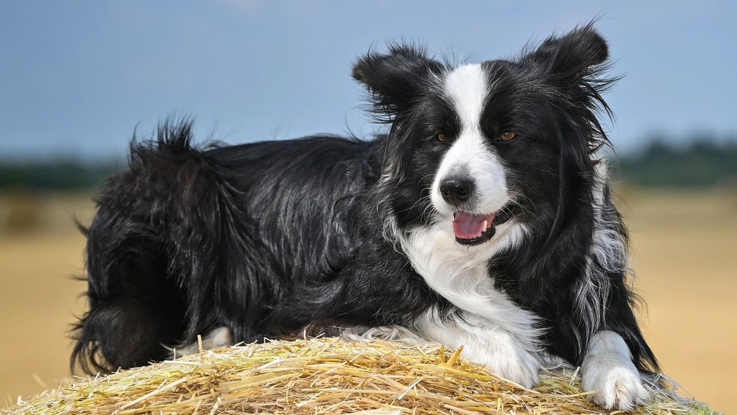 9 dog breeds prone to separation anxiety