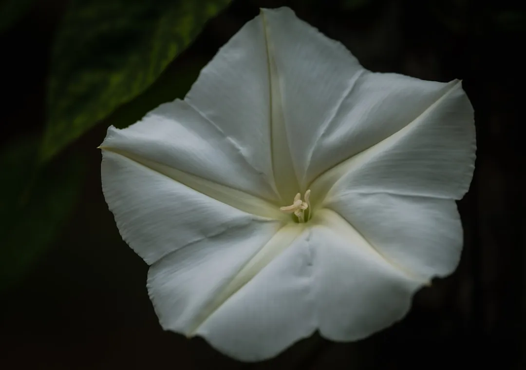 6 night-blooming plants to plant right now for a fragrant night garden
