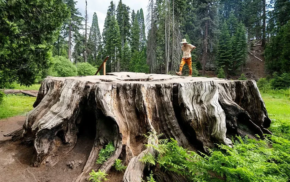 Why ancient trees still matter today