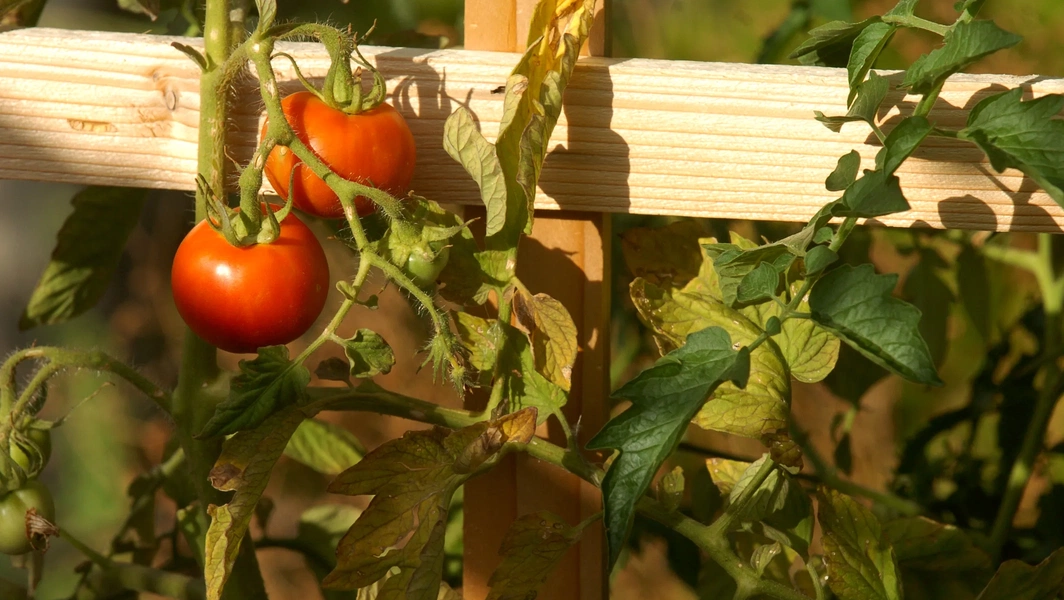 8 practical alternatives to traditional tomato cages