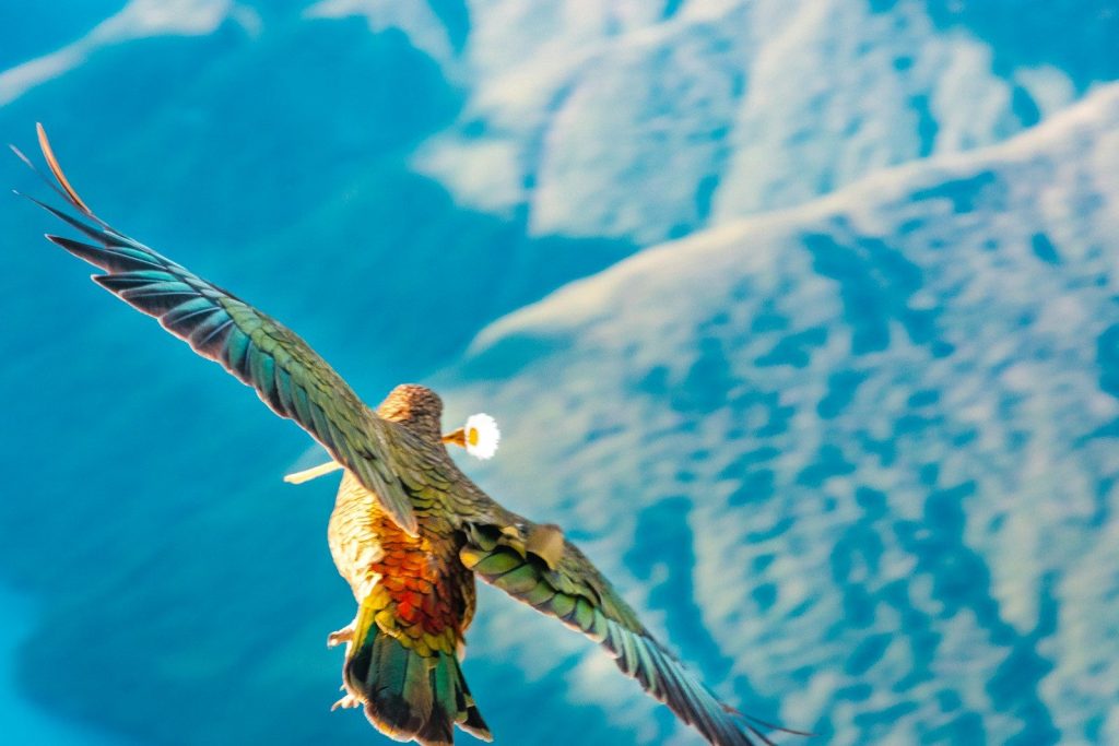 The Native American parrot that vanished forever