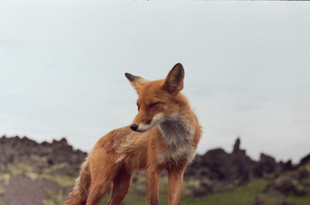 What to do if you spot a fox in your yard