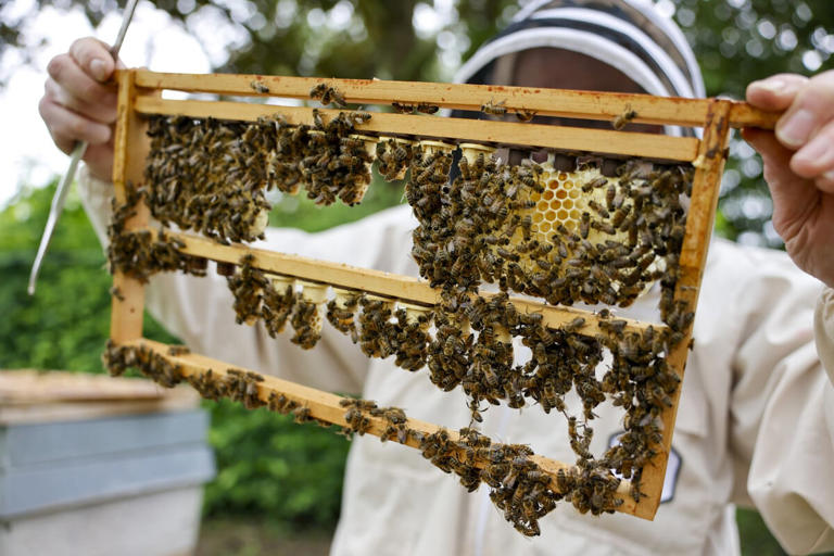 Grausame Tat in Kleingartenanlage: 25.000 Bienen vergiftet