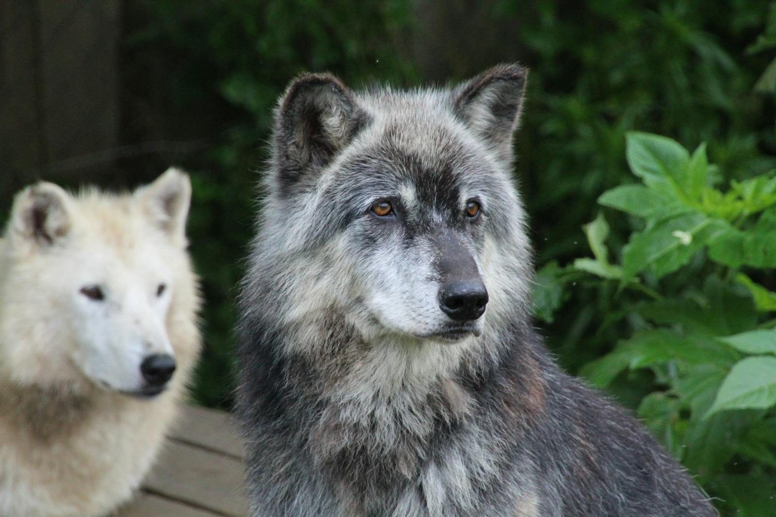 The real reason wolves are vital to the balance of nature