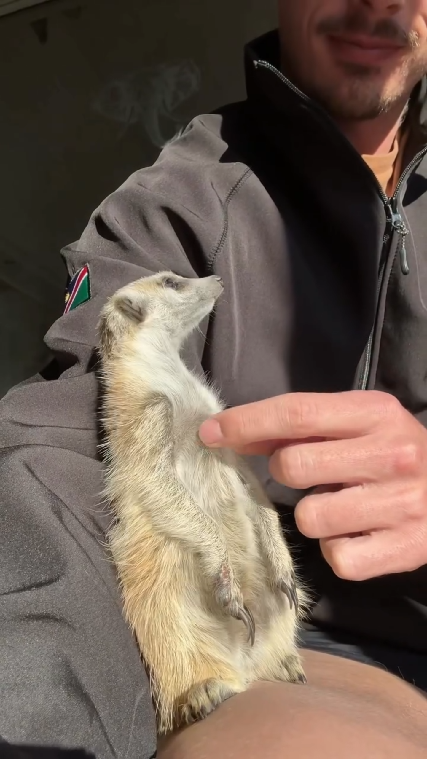 Baby meerkat yawn