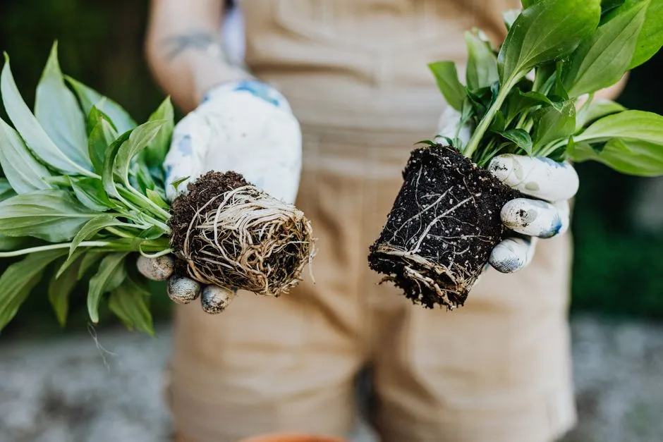 Signs to spot root rot in your plants before it's too late and how to ...