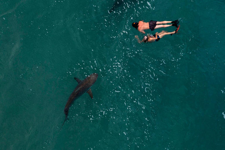 Navy employee fighting for his life after shark attack, report says