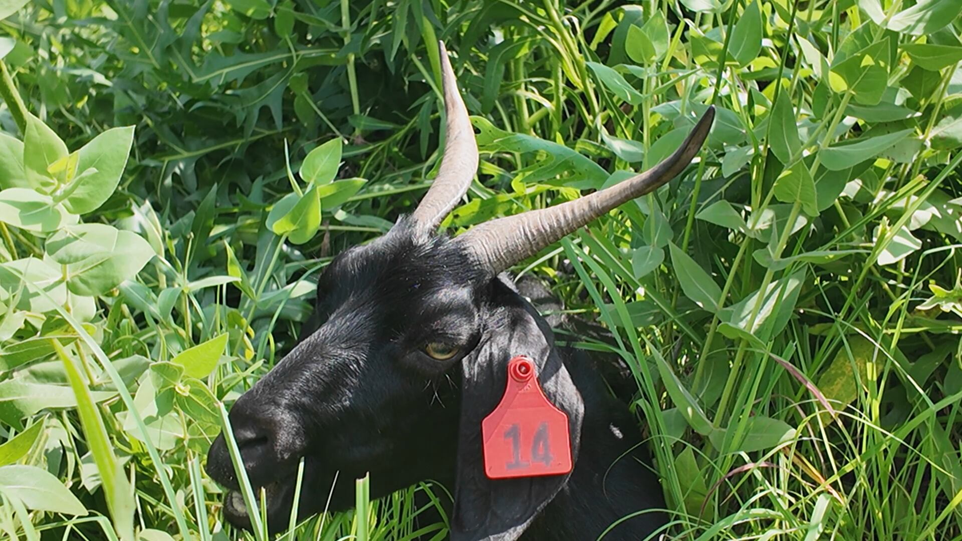 40 goats munching their way through Kansas City riverfront