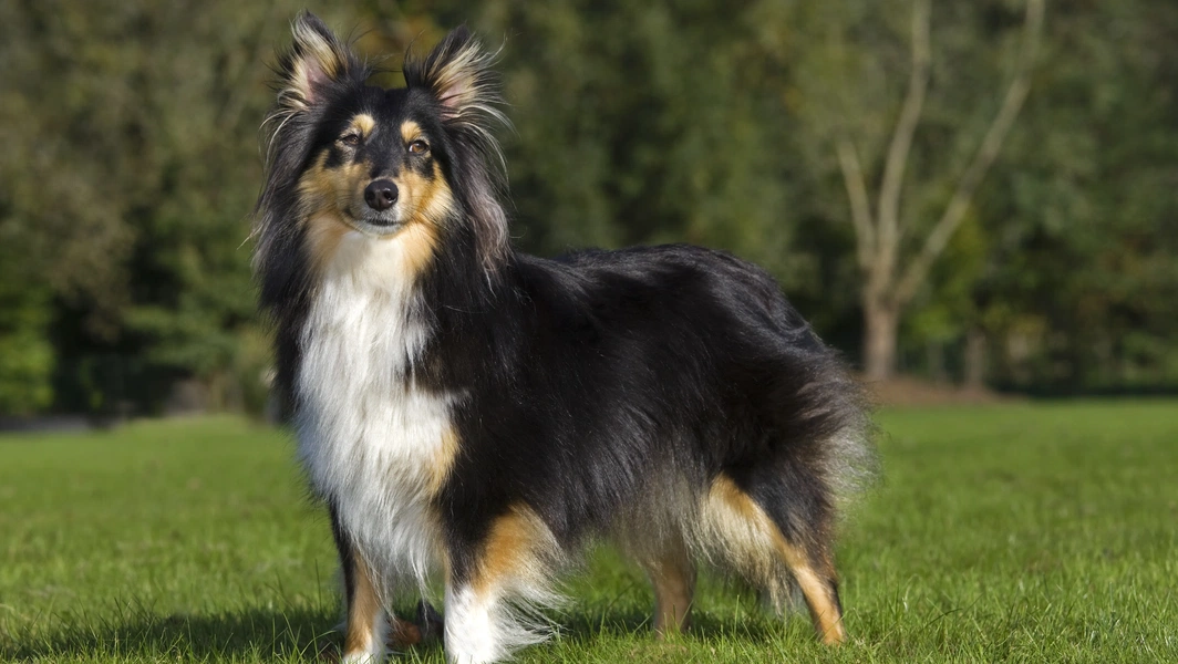 14 dog breeds that learn quickly
