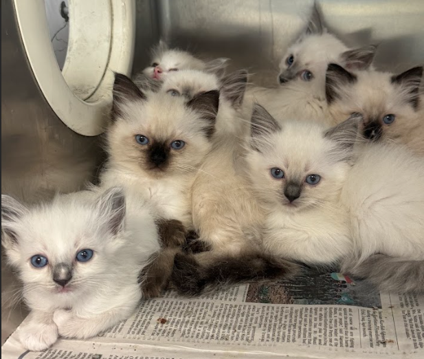 Pennsylvania SPCA rescues 78 cats and kittens from a home in Lancaster ...