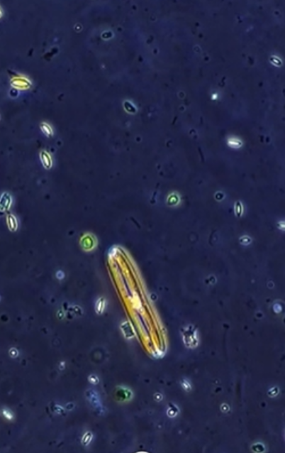 Up-close science watch phantom sprinkles in action
