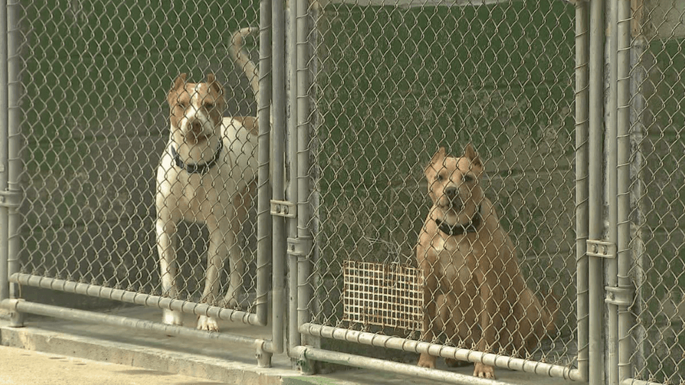 Campbell County’s BARCC raises $1.2M toward new animal shelter building
