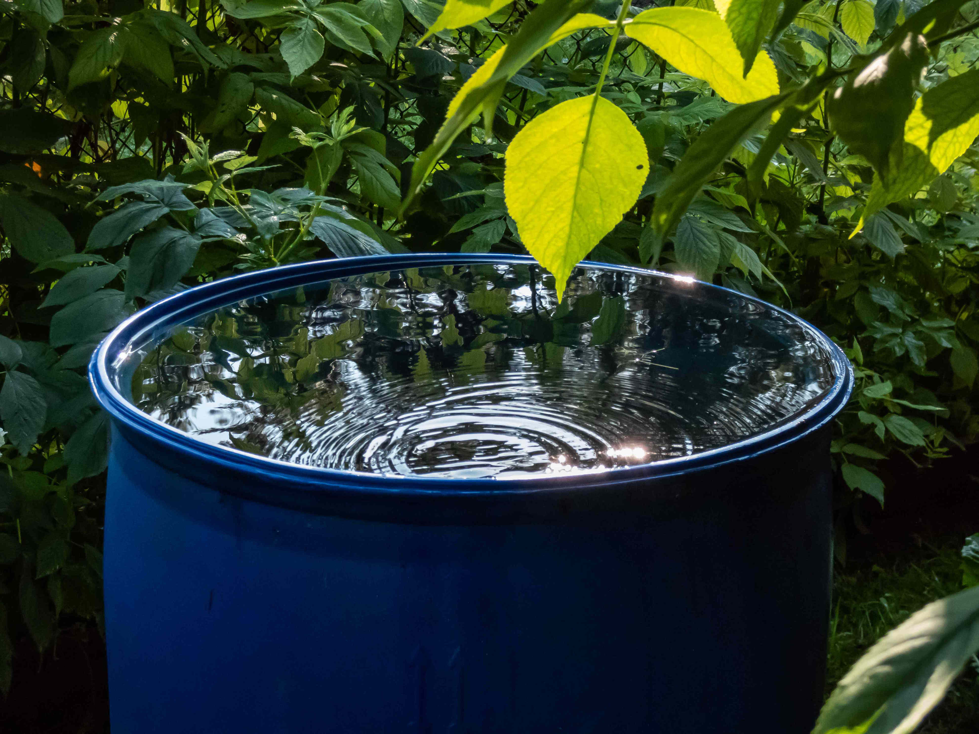 The 'bucket of doom' could be your secret weapon against mosquitoes ...