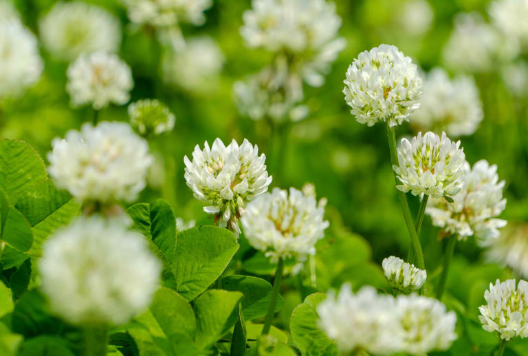 How to get rid of white clover naturally and prevent future growth