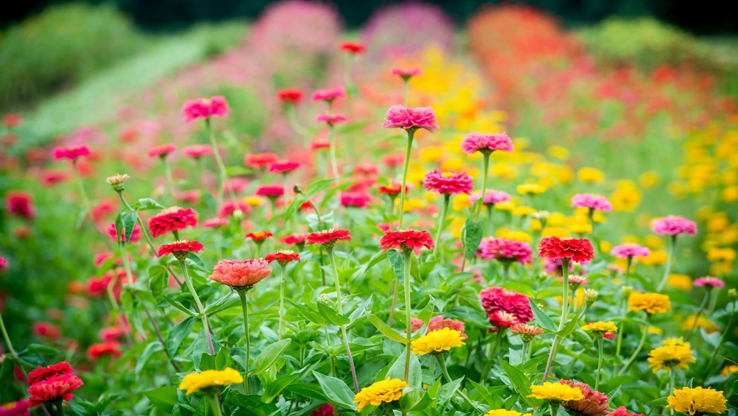 Zinnia secrets for a garden full of joy