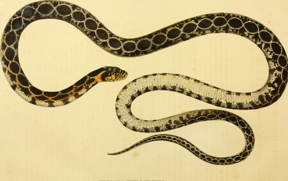 Swimming snakes push Ibiza's iconic lizards toward crisis
