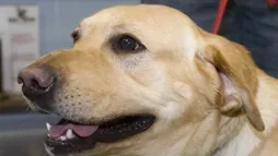 9 dog breeds prone to separation anxiety