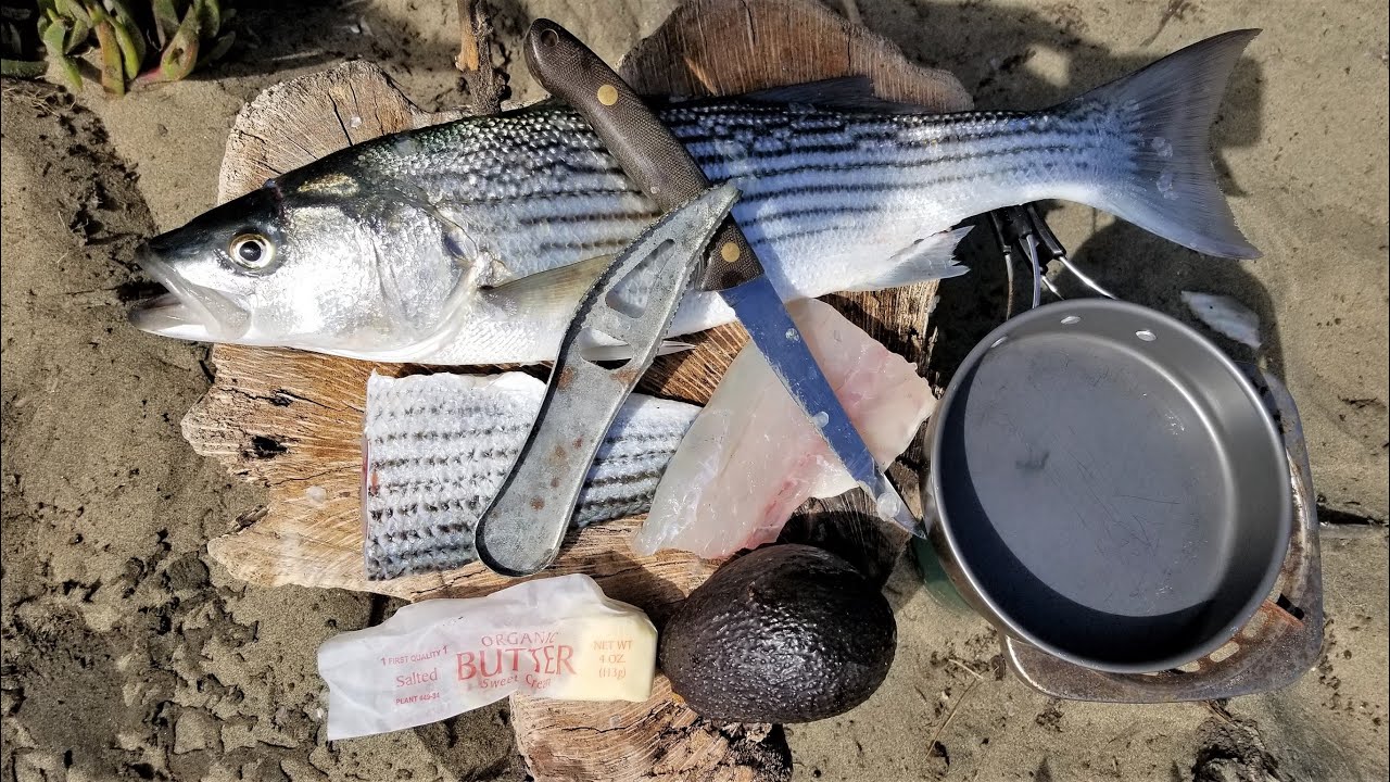 Here’s how I caught this striped bass!