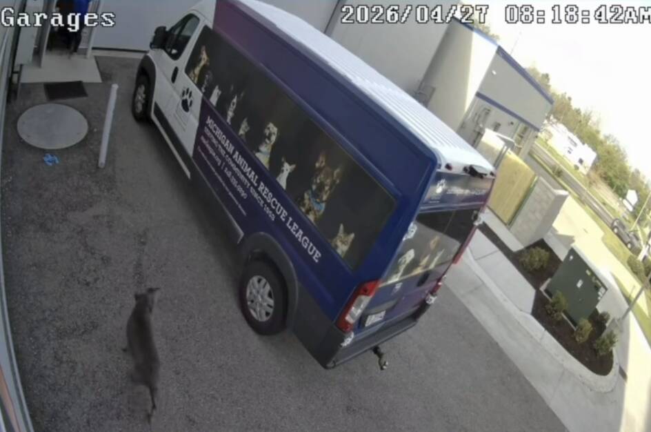 Security camera captures stray dog checking herself into animal shelter