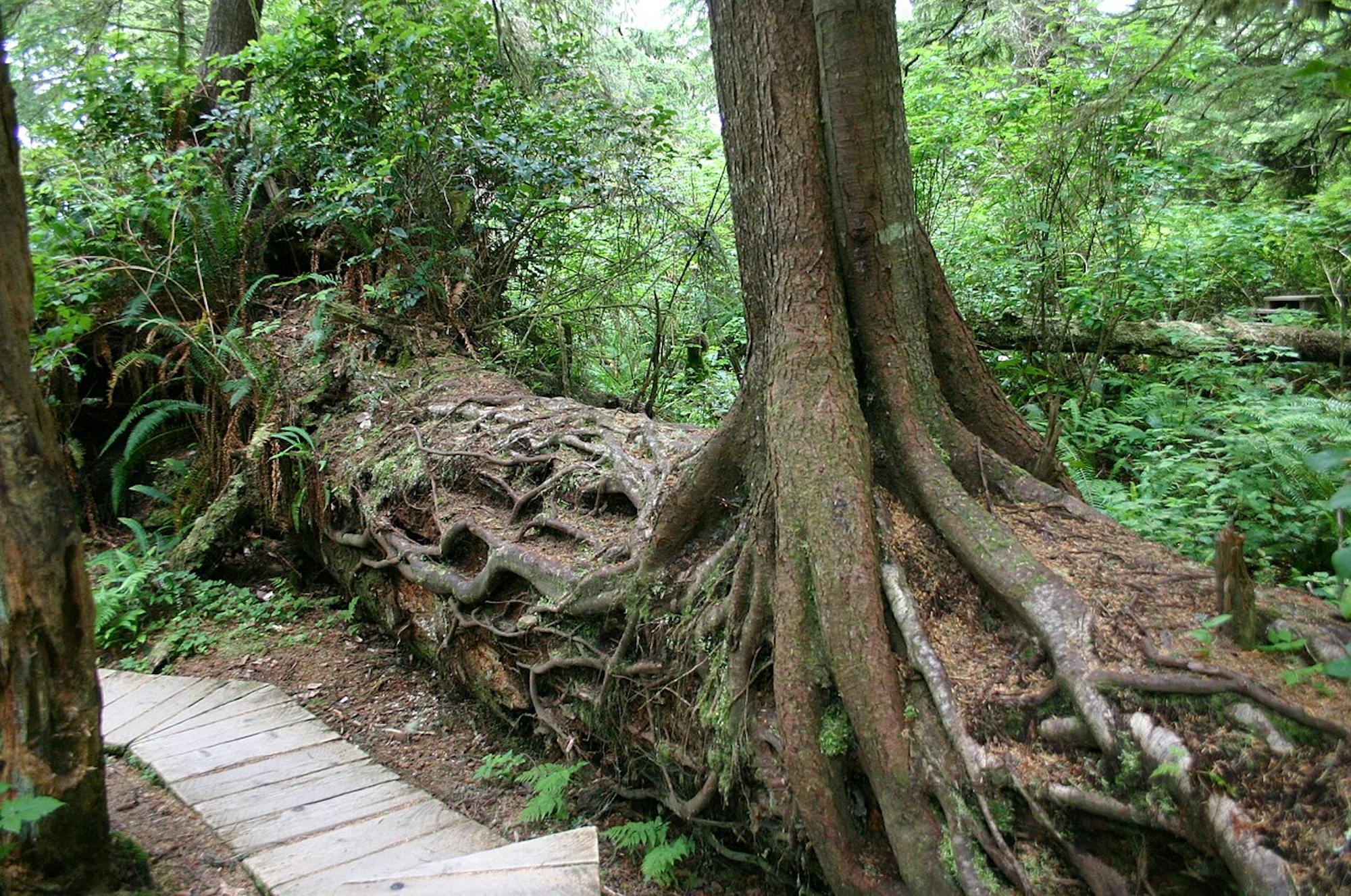 Life after death: From burned trees to bleached corals, how dead ...