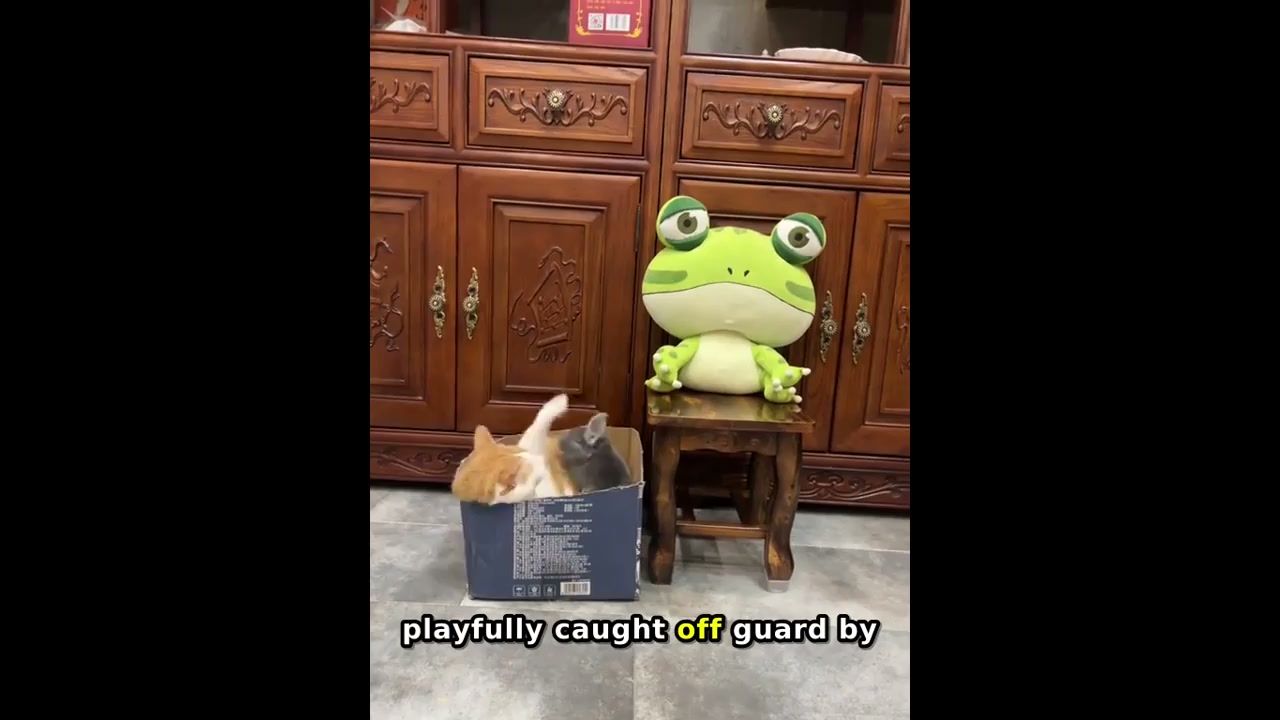 Cat vs. chinchilla: Surprise box encounter!