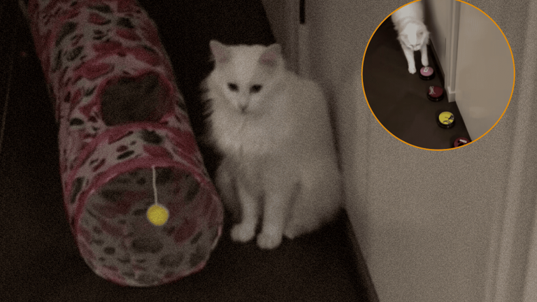 Deaf cat learns sign language and goes viral for his remarkable ...