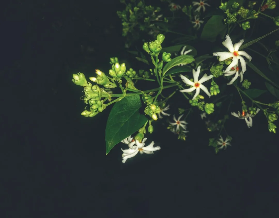 6 night-blooming plants to plant right now for a fragrant night garden