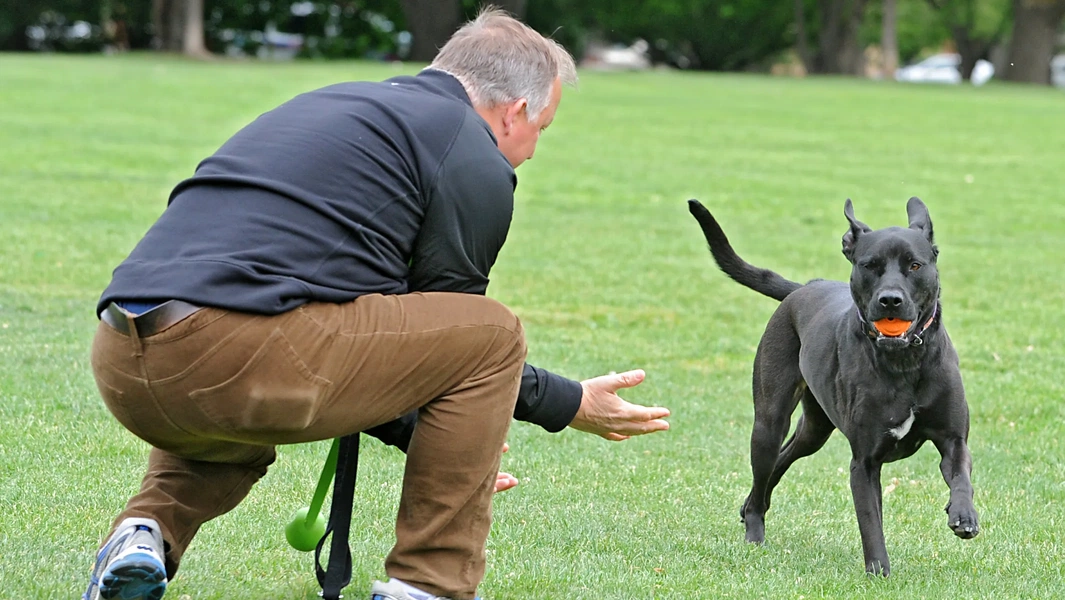 16 common mistakes that upset your dog