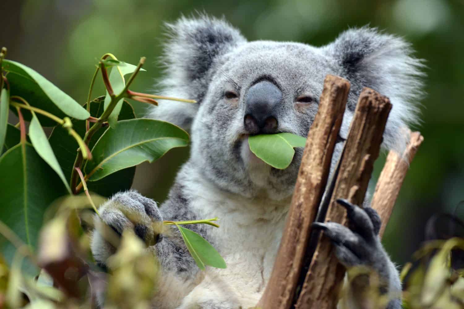 From toxic plants to feces: What drives mammals to eat the unthinkable?