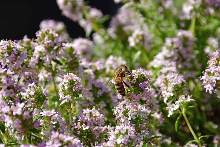This flowering herb attracts bees, butterflies, and hummingbirds all summer