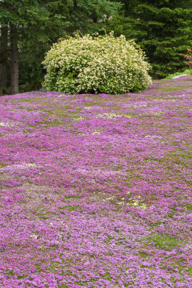 This flowering herb attracts bees, butterflies, and hummingbirds all summer