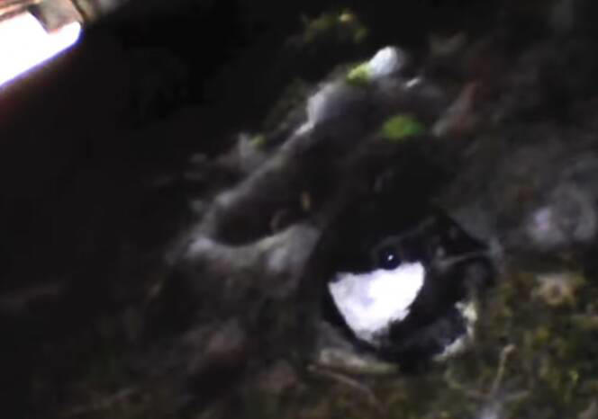 Man goes to clean his grill and discovers a tiny family living inside