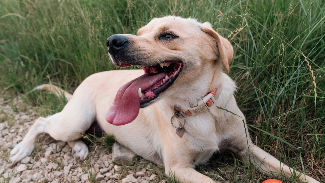 6 signs your dog is happy