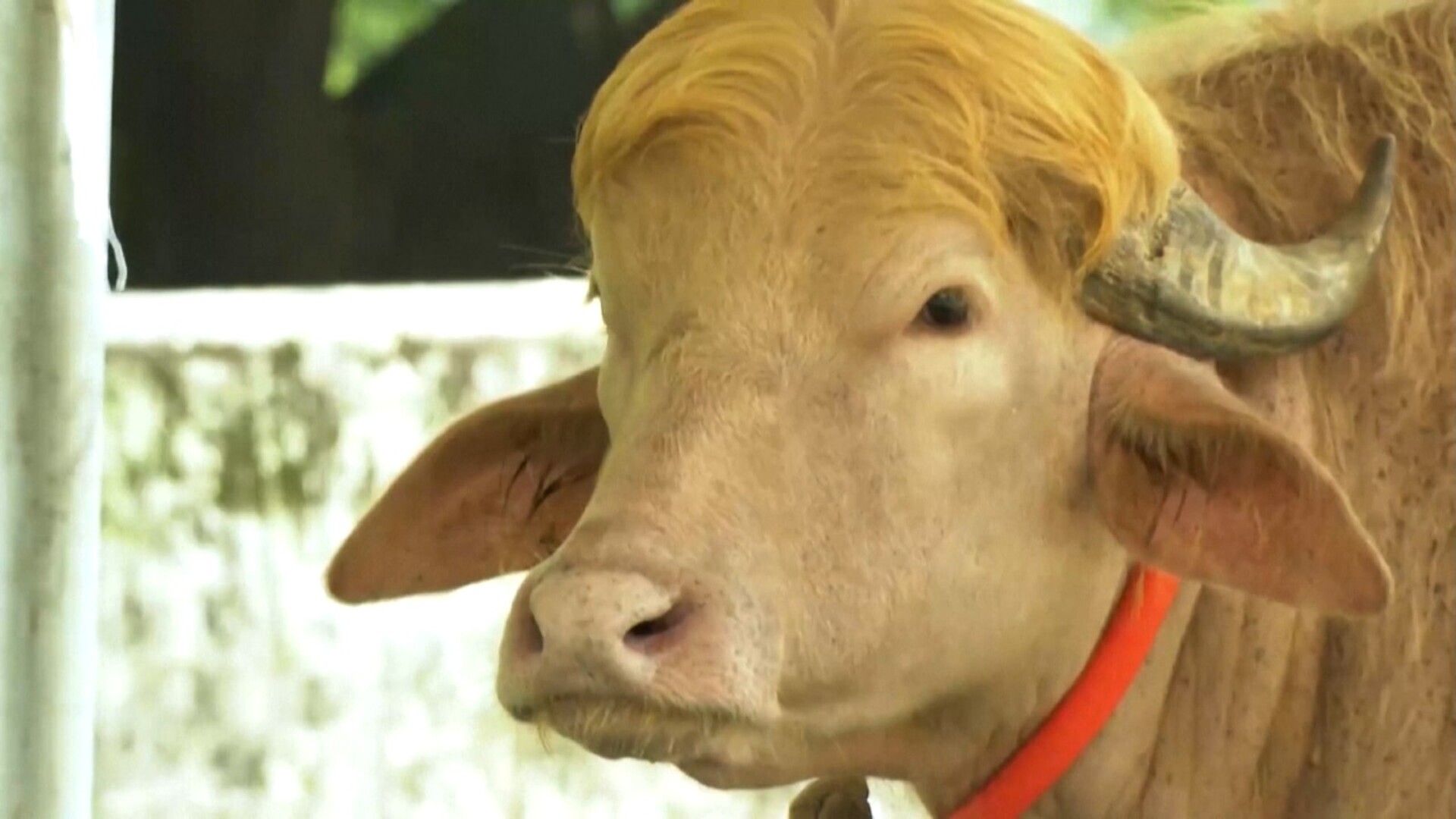 Viral buffalo resembling Trump draws large crowds and given luxury ...