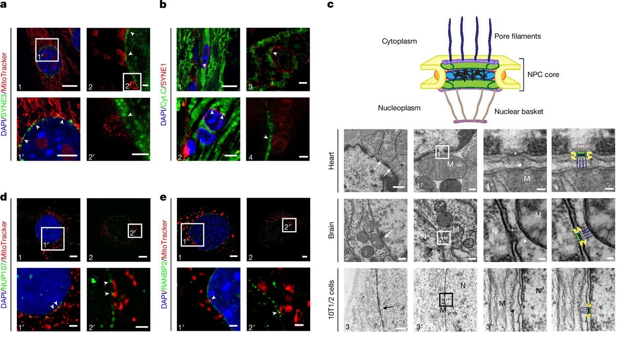 Cells have a secret power line: How the nucleus gets its own private ...