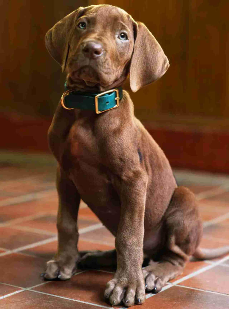 A Netflix bemutatta a „Scooby-Doo: Origins” kölyökkutyáját, a rajongók ...