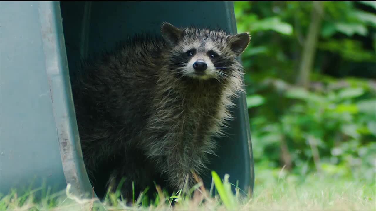 Raccoon tests positive for rabies in North Stonington